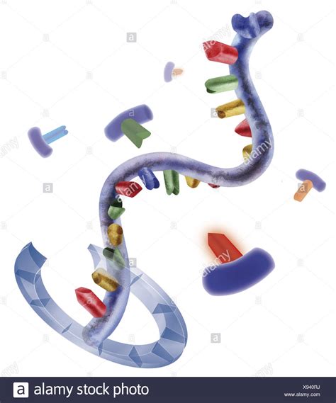 Reverse Transcriptase Stock Photos Reverse Transcriptase Stock Images Alamy
