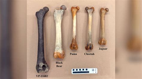Rare Ice Age Fossils Discovered On The Drought Stricken Mississippi