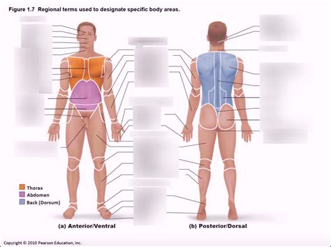 Anatomy Labeling Exercises Anatomical Planes Labeling Worksheet Visit