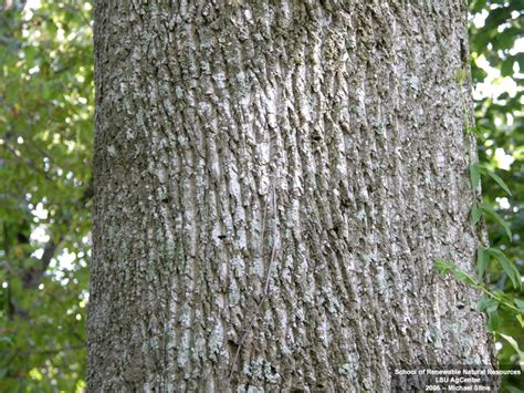 Poplar Tree Bark Identification