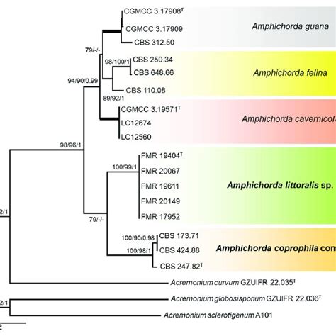 Phylogenetic Tree Inferred From A Maximum Likelihood Raxml Analysis Download Scientific