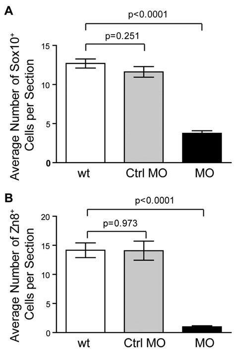 Quantification Of Opcs And Abducens Motor Neurons A Average Number Of
