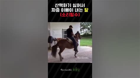 산책 싫어서 짜증내는 말 Youtube