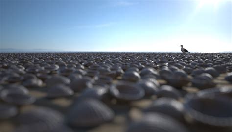 Cockle Shells Sketchucation