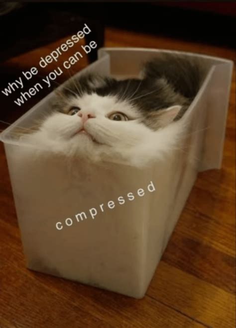 Compressed Cat Meme By Ta3vex Memedroid