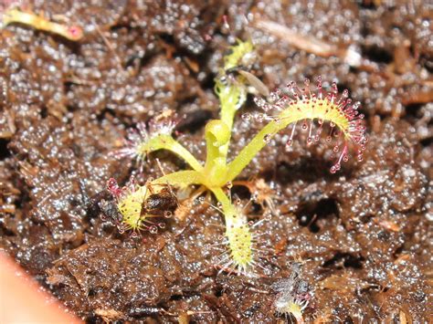 Drosera Capensis