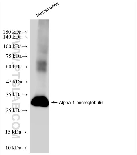 Alpha 1 Microglobulin Antibody 83678 3 Pbs Proteintech