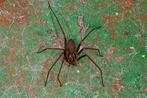 Brown Recluse Spiders Habitat