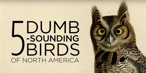 Five Ridiculous Bird Calls Guaranteed To Make You Laugh Funny Earth