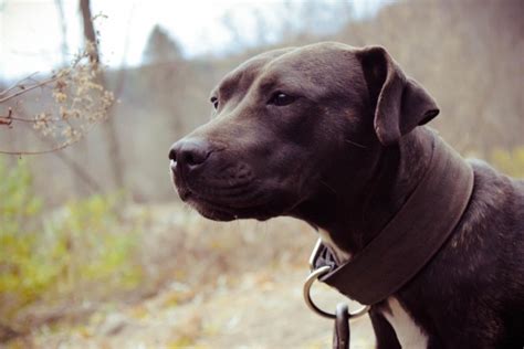 American Pit Bull Terriers On Tumblr