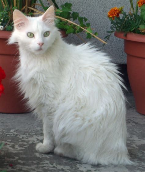 White Turkish Angora Kittens
