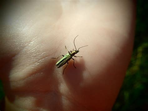 Green Bug Bite Uk