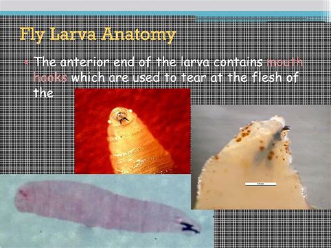 Ppt Forensic Entomology Powerpoint Presentation Free Download Id