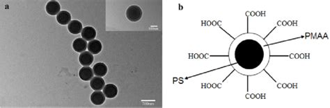A Typical Tem Image Of Core Shell Pst Maa Microspheres With A