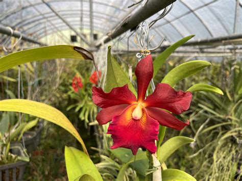 Cattelya Hybrid NoID R Orchids Cattelya Hybrid NoID R Orchids