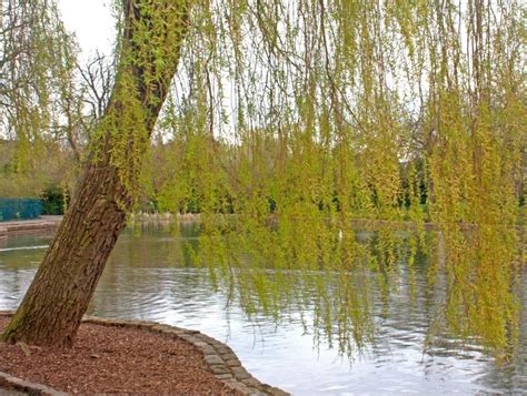 30 Native British Trees And How To Spot Them