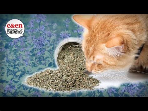 The Truth About Catnip Video