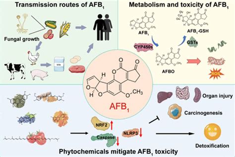 Detoxification Of Aflatoxin B1 By Phytochemicals In Agriculture And