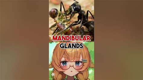 These Ants Explode To Protect Their Colony Youtube