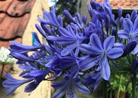 Fam Govaert De Bock Landelijke Gilden