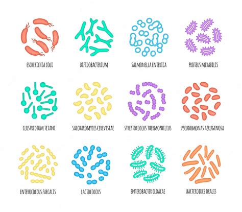 박테리아 종의 인간 미생물 군집 그림 벡터 이미지 위장병 전문의 Bifidobacteria 프리미엄 벡터