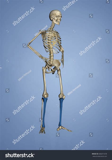 Tibia 3d Model Stock Illustration 668251678 Shutterstock