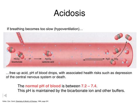 Ppt Maintaining Blood Ph Powerpoint Presentation Free Download Id