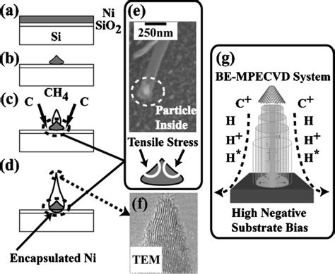 Summary Of The Proposed Growth Model Of The Ccnfs A Si Substrate With