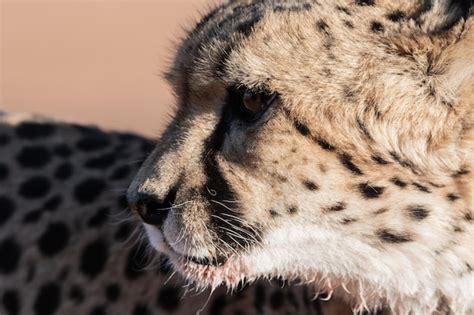 Premium Photo The Cheetah In Namibia