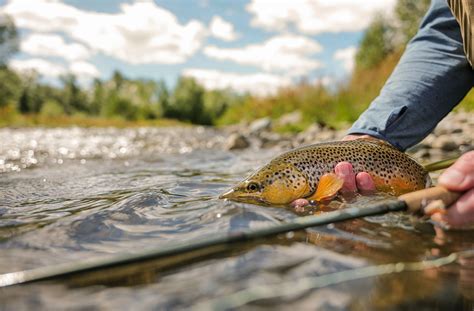Join SAVE WILD TROUT