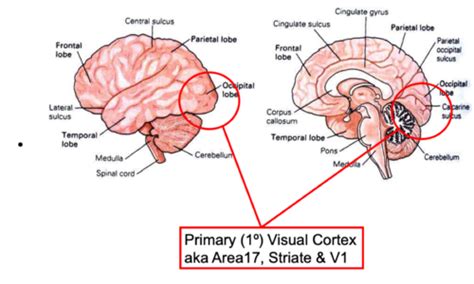 9 primary visual cortex flashcards quizlet