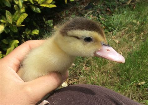 Sexing Muscovy Ducklings Without Vent Method Backyard Chickens