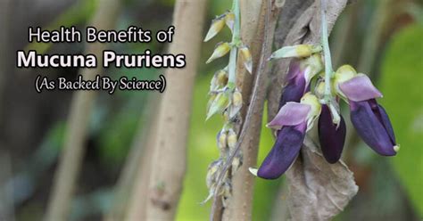 Mucuna Pruriens Health Benefits As Backed By Science Superfood Journal