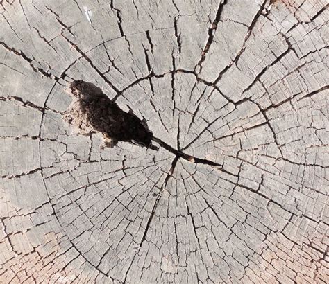 Tree Circle Rings Old Weathered Wood Texture With The Cross Section Of A Cut Log Stock Image