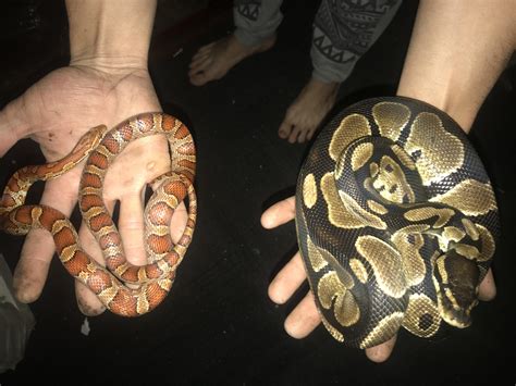Corn Snake And Ball Pythons Together at Stephanie Gaspard blog