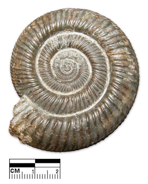 Cephalopod Fossils The Fossil Forum