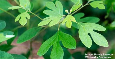 Sassafras Tree Identification