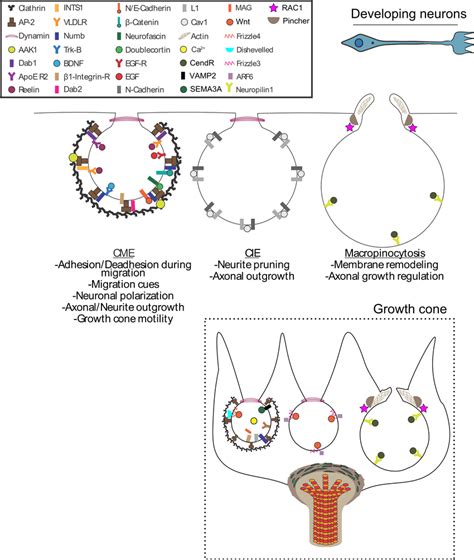 Schematic Representation Of The Key Endocytic Pathways And Their