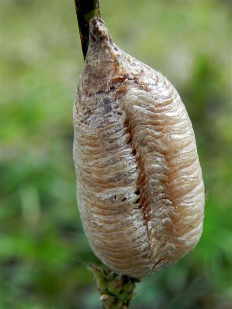 Placing Praying Mantis Eggs At Roberta Warren Blog