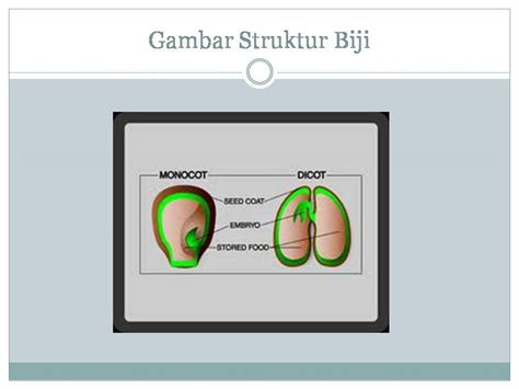 Struktur Biji Benih Dan Fungsinya Percambahan Biji Benih Pdf Leonie