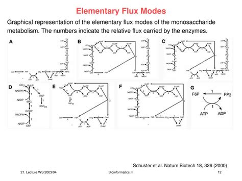Ppt Metabolic Pathway Analysis Elementary Modes Powerpoint Presentation Id6766077