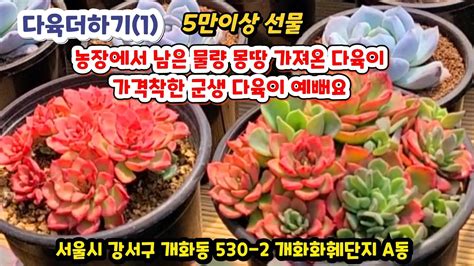 다육더하기1 농장에서 몽땅 가져온 다육이 가격착한 신상 Youtube