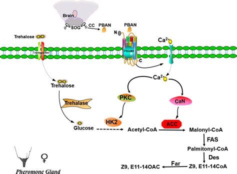 Pban Regulates Sex Pheromone Biosynthesis By Ca2 Can Acc And Ca2 Pkc Hk2 Signal Pathways In