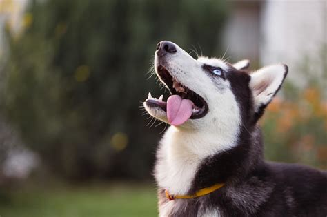 5 Curiosidades Del Siberian Husky Conociendo A Mi Perro