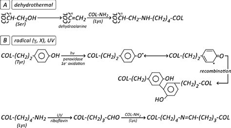 A Representative Example Of Physical Crosslinking Of Collagen A Download Scientific Diagram