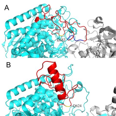 Analysis Of The Shape And Size Of The Entrance Of The Substrate Binding