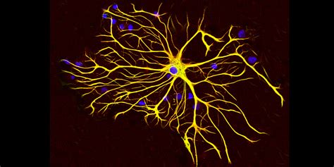 Astrocytes Mediate Deficits In Learning And Memory Triggered By Social Isolation