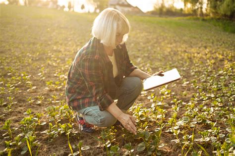 밀 작물 밭에서 타블렛을 사용하는 농부 여성 밀싹 농장의 스마트 농업 개념 노인에 대한 스톡 사진 및 기타 이미지 노인 봄 전원 장면 Istock