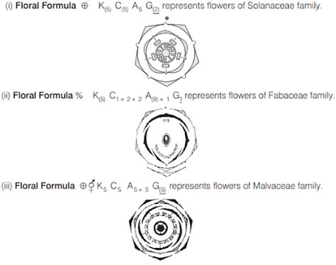 [solved] Given Below Are A Few Floral Formulae Of Some Well Known Plants