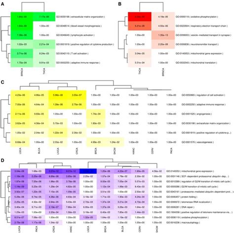 Go Overrepresentation Analysis Results Of Genes Significantly
